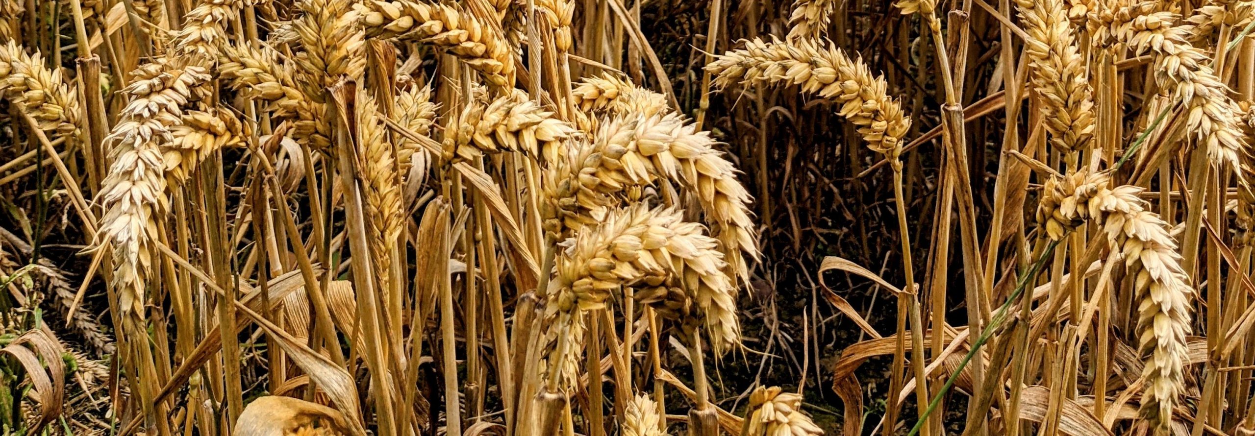 Contact - Leigh Wright Counselling